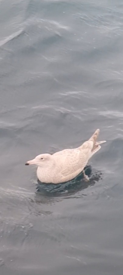 American Herring/Vega/European Herring x Glaucous Gull (hybrid) - eBird