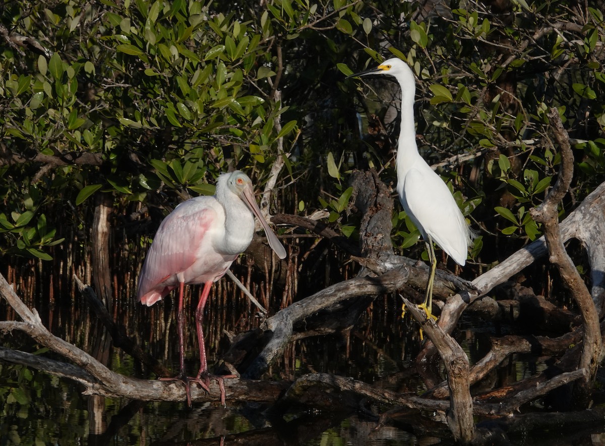 eBird Checklist - 14 Oct 2023 - Terra Ceia Preserve SP--Hightower Trail ...
