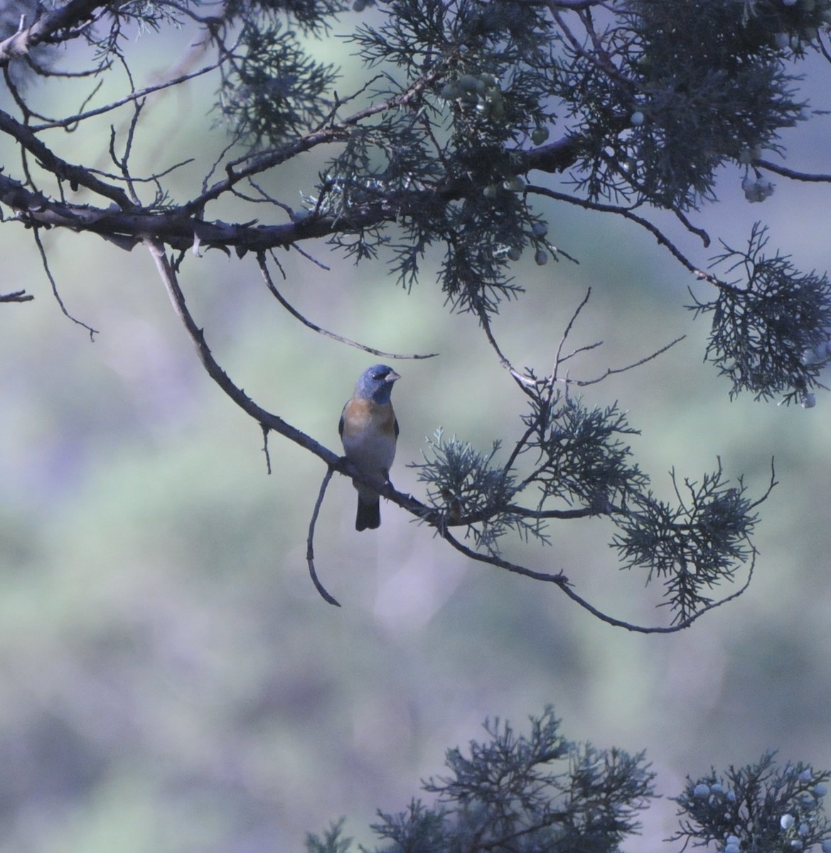 ML609928507 - Painted Bunting - Macaulay Library