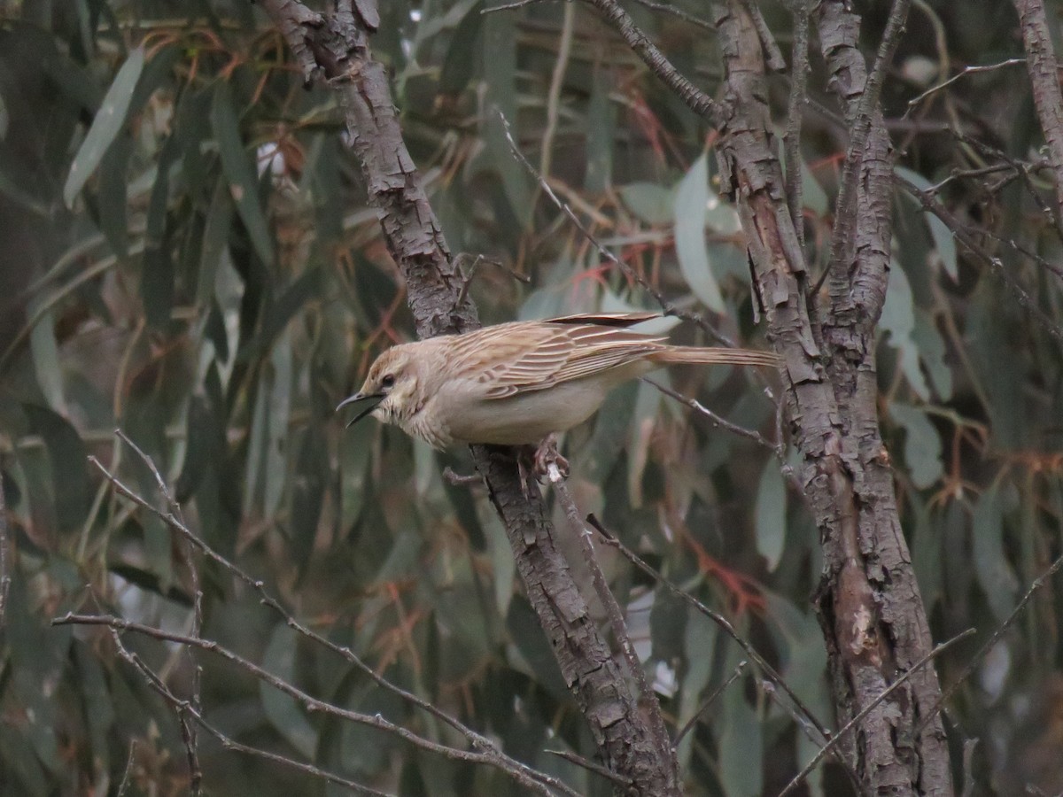 ML609952280 - Rufous Songlark - Macaulay Library