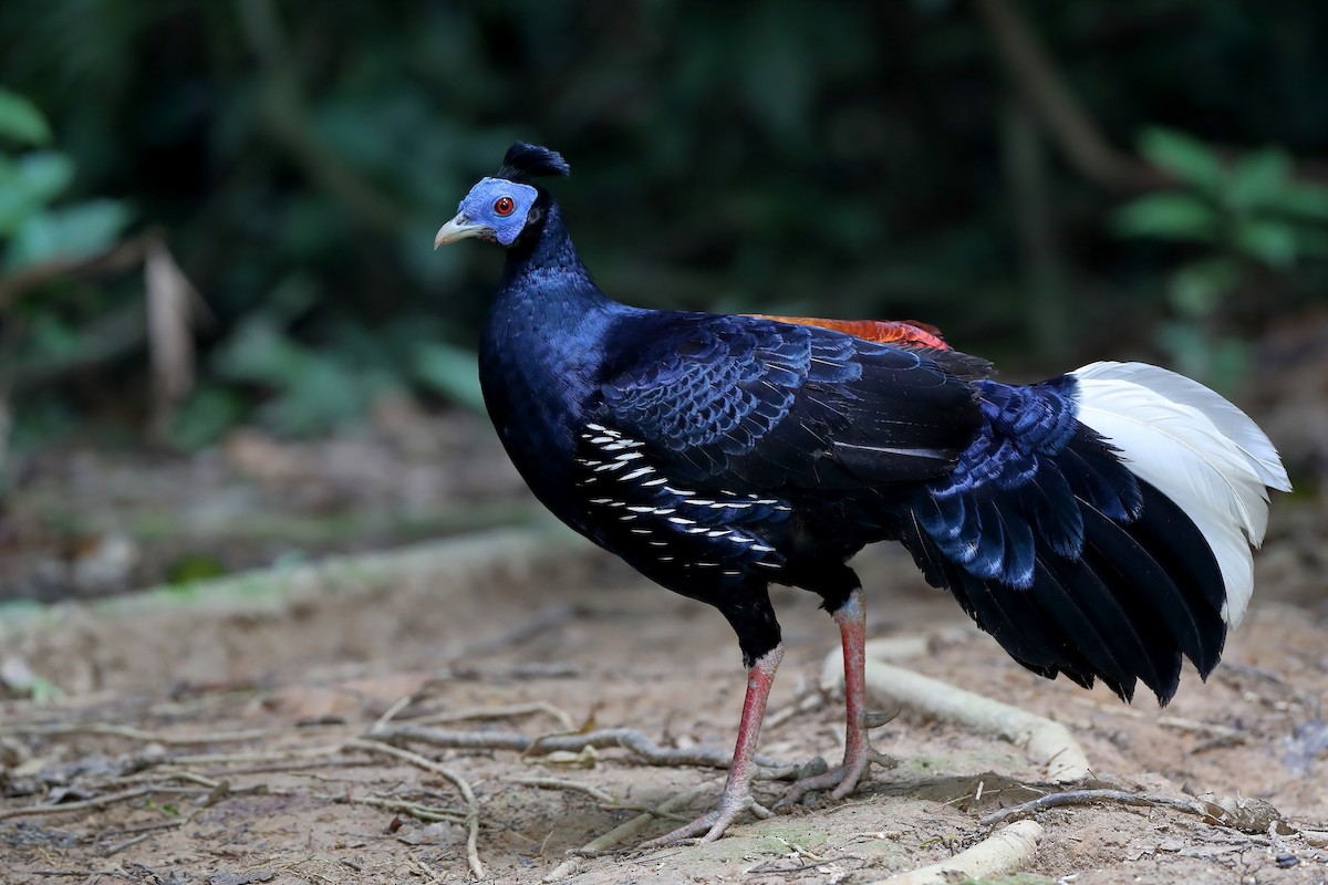 ML609964152 - Malayan Crested Fireback - Macaulay Library