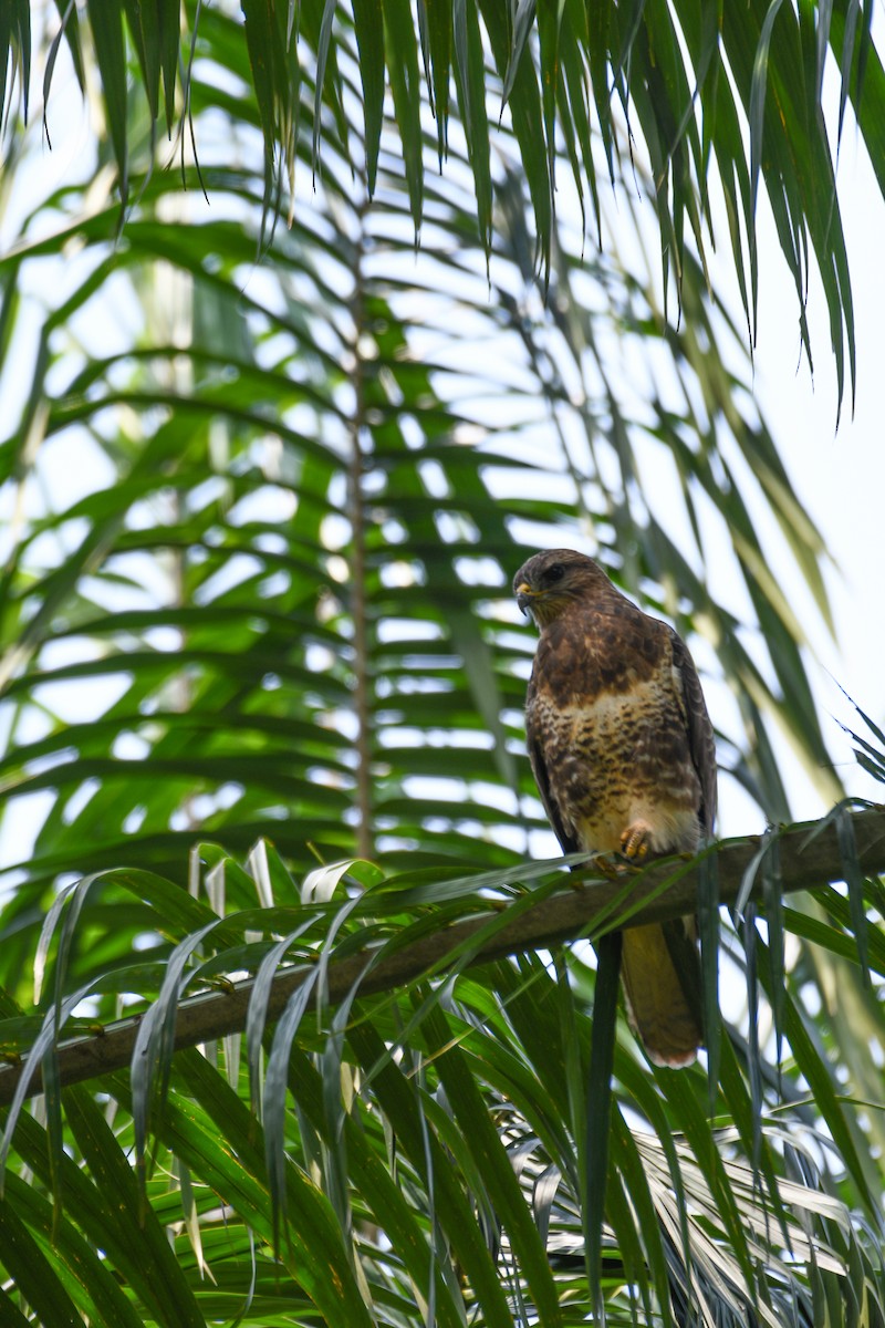 ML609978836 - Common Buzzard (Western) - Macaulay Library