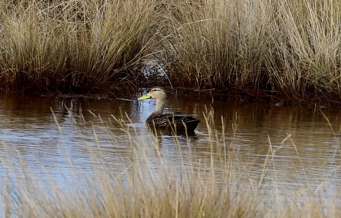 eBird Checklist - 15 Oct 2023 - ACBS Surveys ONLY - Singing River ...