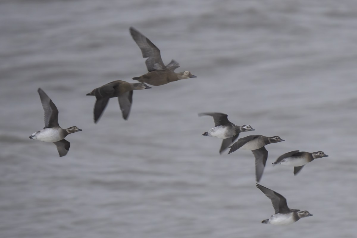 ML609988724 - Spectacled Eider - Macaulay Library