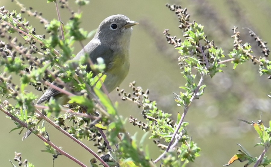 Leiothlypis warbler sp. - eBird