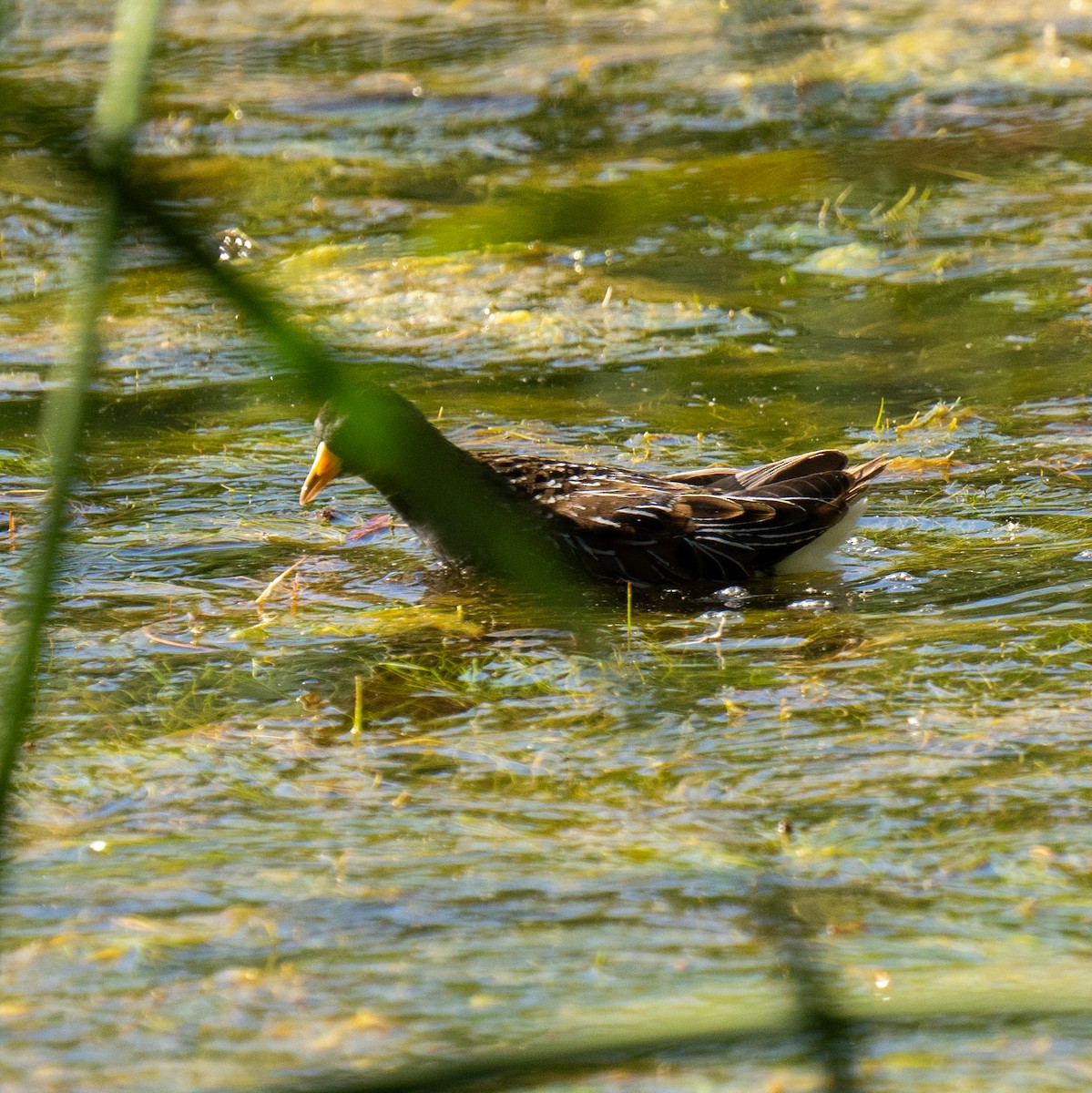 eBird Checklist - 15 Oct 2023 - Sedona Wetlands Preserve - 22 species