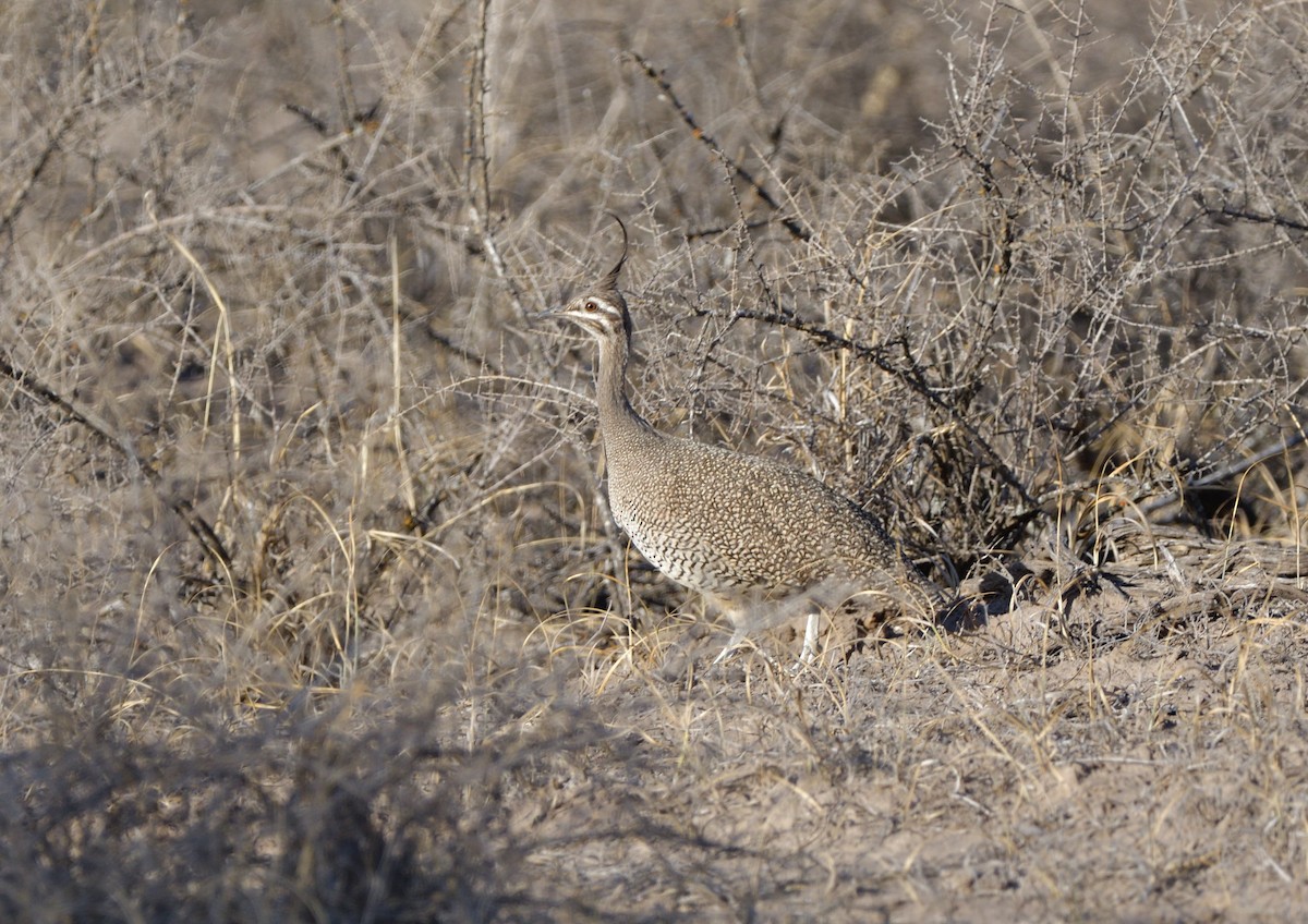 eBird Checklist - 14 Oct 2023 - Delta del Río Tunuyán--La Tosca - 61 ...