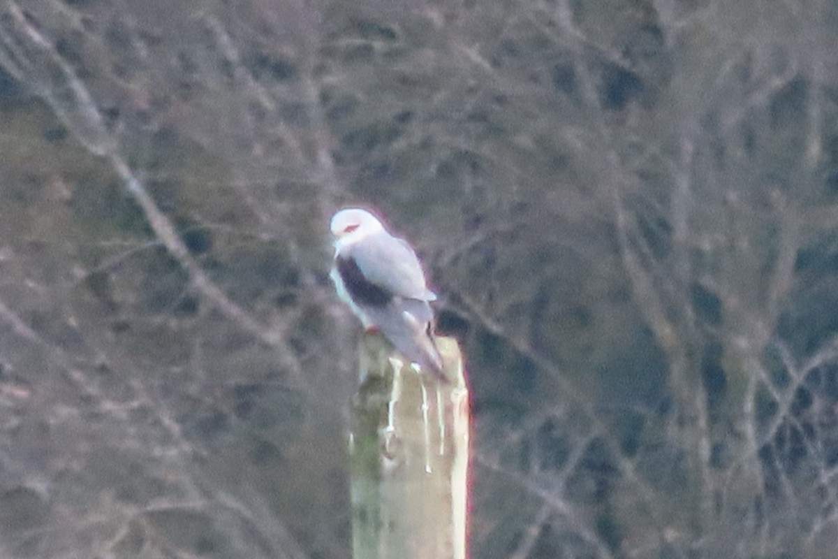 eBird Checklist - 15 Oct 2023 - Auritz/Burguete--llano - 16 species