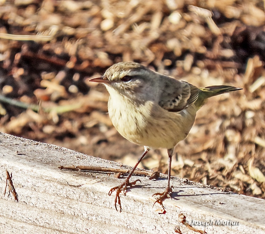 Palm Warbler - Setophaga palmarum - Media Search - Macaulay Library and ...