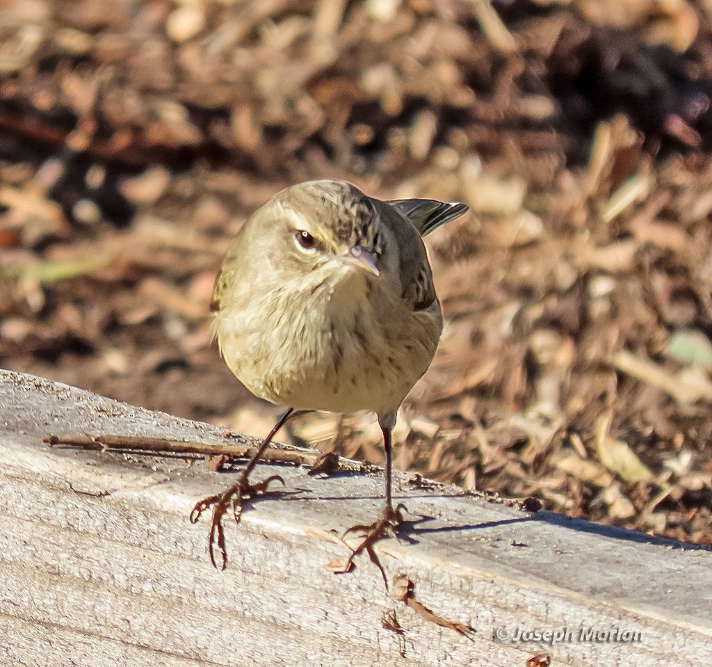 Palm Warbler - Setophaga palmarum - Media Search - Macaulay Library and ...