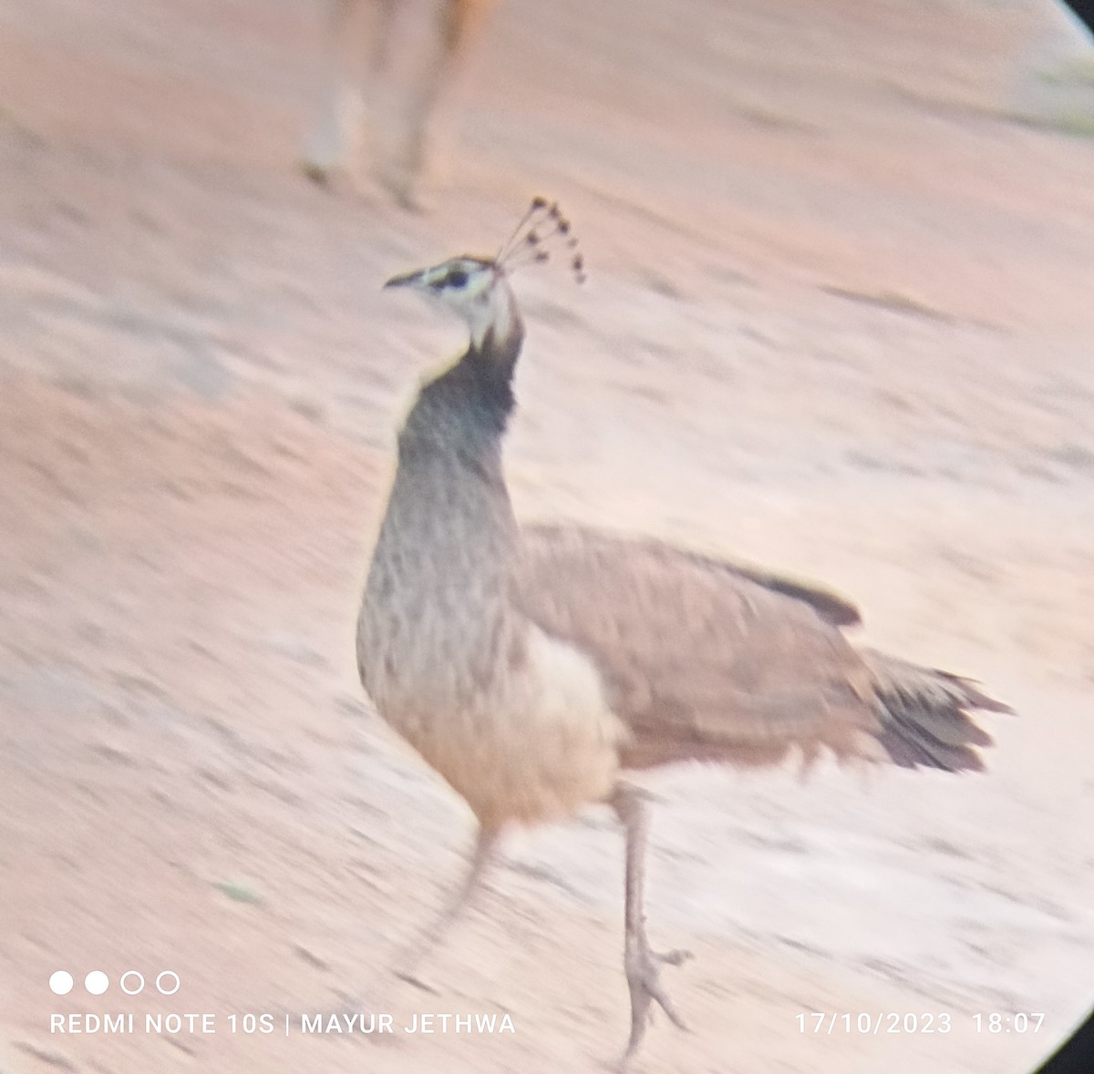 eBird Checklist - 17 Oct 2023 - Mithapur (Tata Chemicals) Township - 29 ...