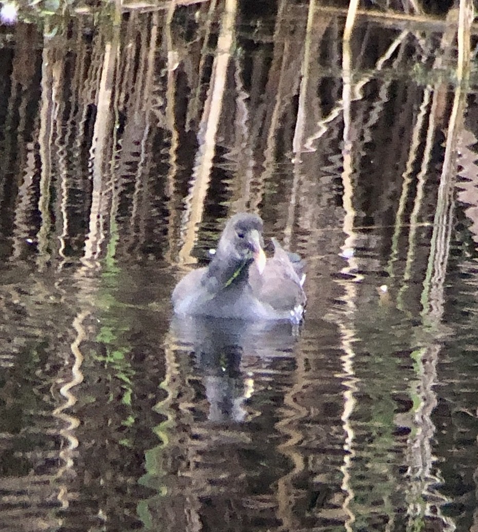 eBird Checklist - 17 Oct 2023 - Parker River NWR - 26 species (+2 other ...
