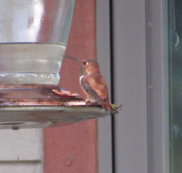 eBird Checklist - 17 Oct 2023 - Governor Nelson SP - 10 species