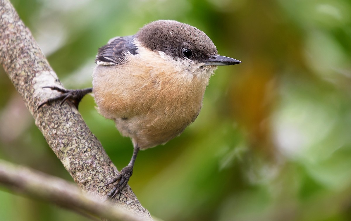 ML610105936 - Pygmy Nuthatch - Macaulay Library