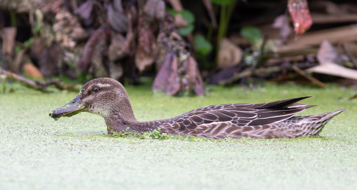 ML610109767 - Garganey - Macaulay Library
