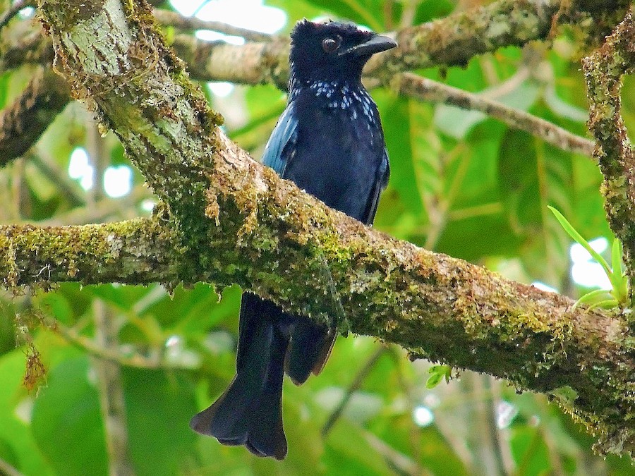 Drongo de Sumatra - eBird