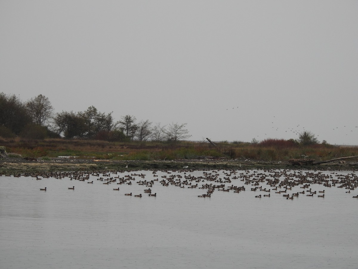 eBird Checklist - 17 Oct 2023 - Three Crabs - 14 species