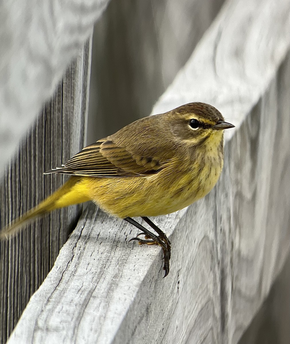 ML610137247 - Palm Warbler (Yellow) - Macaulay Library