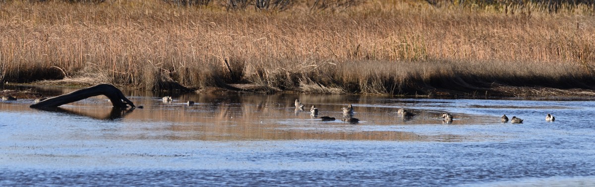 eBird Checklist - 19 Oct 2023 - HVGB--Main Dock area - 5 species