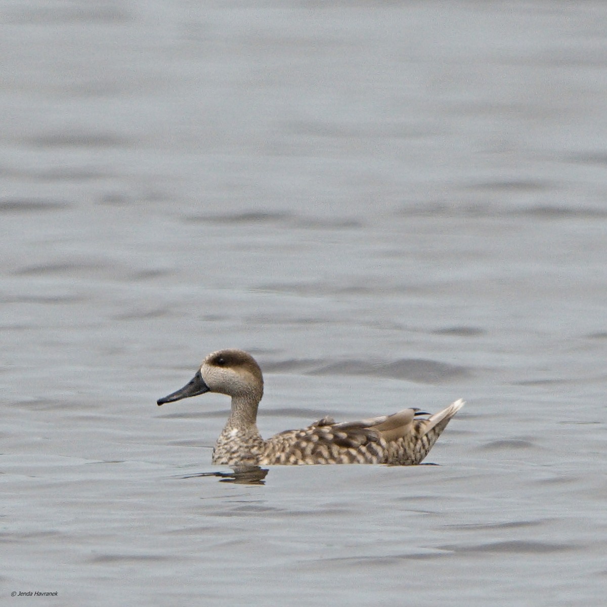 eBird Checklist - 8 Apr 2015 - منتزه سيدي بوغابة | PN Sidi Boughaba ...