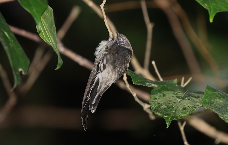 dark swiftlet sp. - eBird