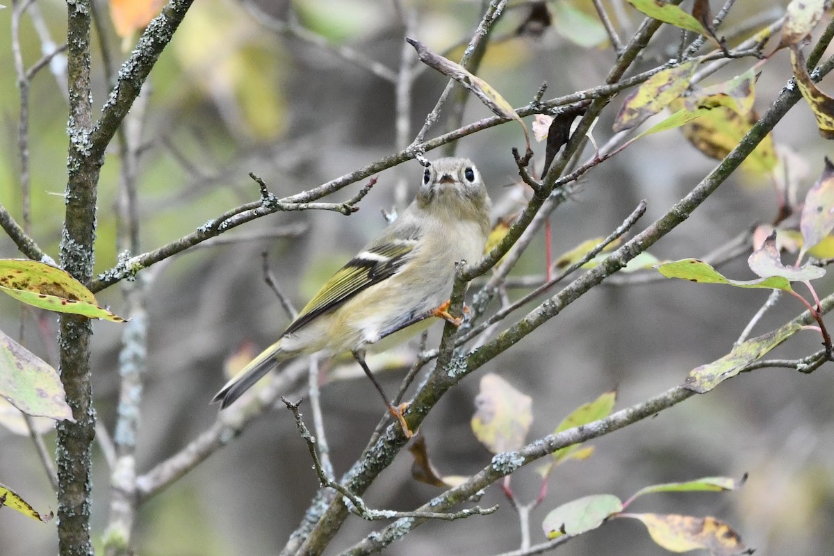 eBird Checklist - 20 Oct 2023 - Montezuma NWR--South Spring Pool - 30 ...