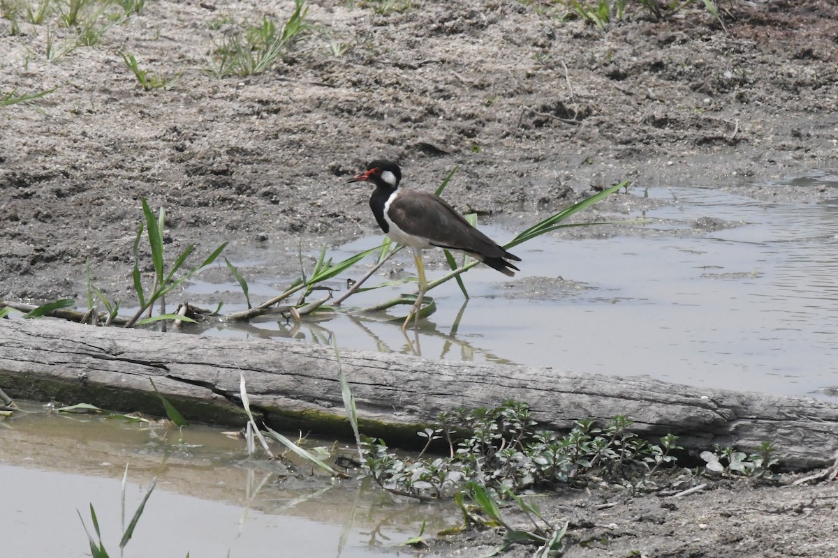 eBird Checklist - 9 Oct 2023 - Jalan Parit 3 Sungai Burung, Sekinchan ...