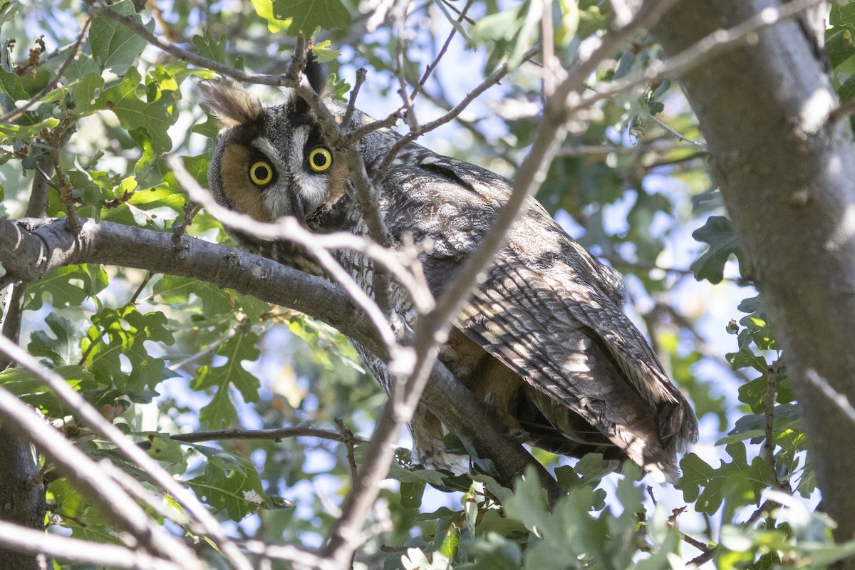 ML610216024 - Long-eared Owl - Macaulay Library