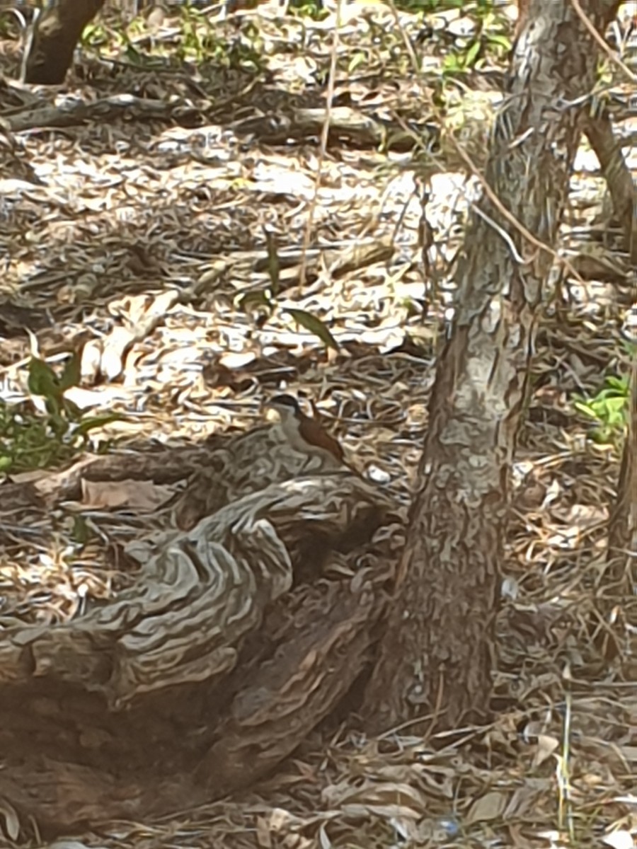 eBird Checklist - 22 Oct 2023 - Godwin Beach Environmental Reserve - 18 ...
