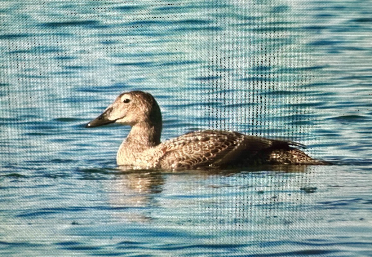 eBird Checklist - 18 Oct 2023 - Tokeland--marina - 26 species (+3 other ...