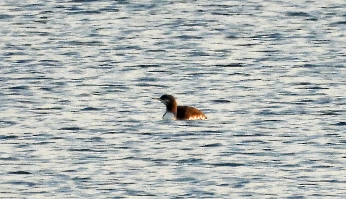 eBird Checklist - 22 Oct 2023 - Helena Valley Regulating Reservoir - 15 ...