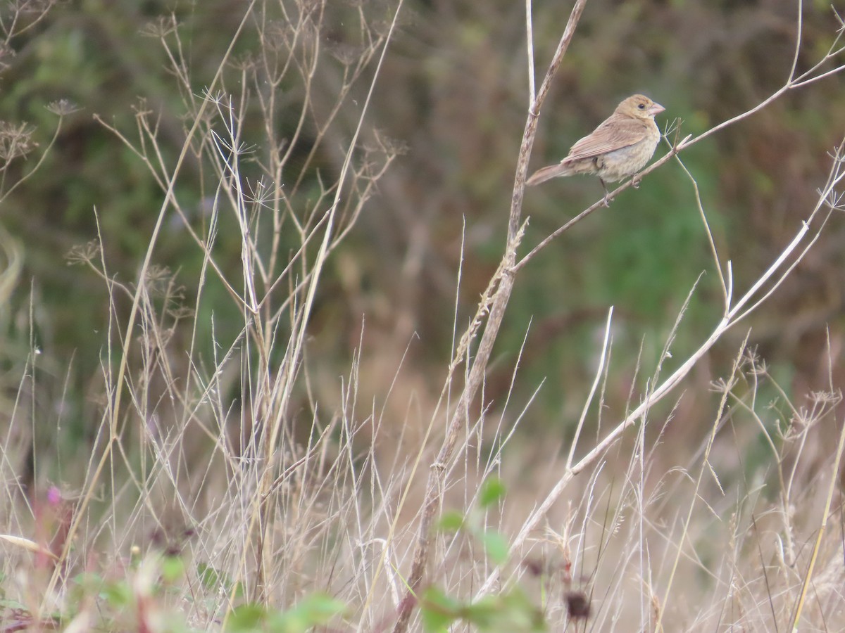 eBird Checklist - 23 Oct 2023 - Arcata Bottoms--V St. Loop - 1 species
