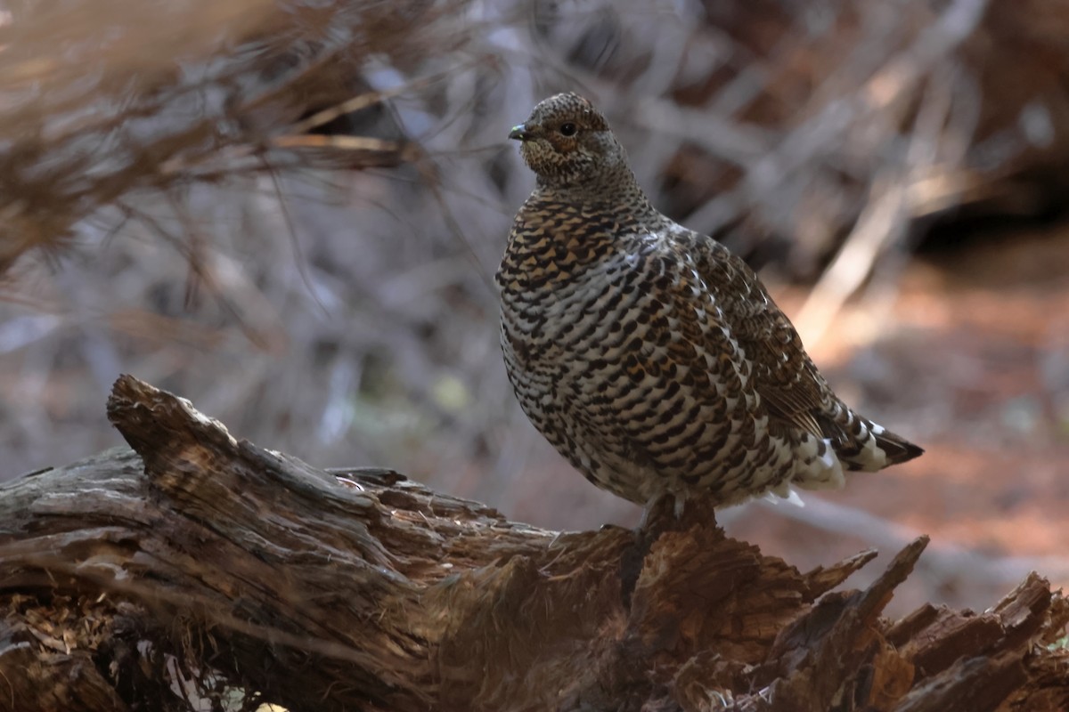 eBird Checklist - 23 Oct 2023 - Conrad Meadows - 7 species