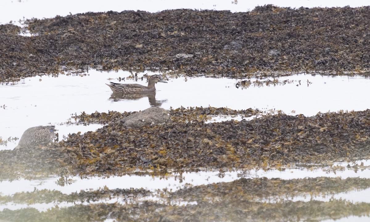 eBird Checklist - 23 Sep 2023 - Shemya Island--Eareckson AS (restricted ...