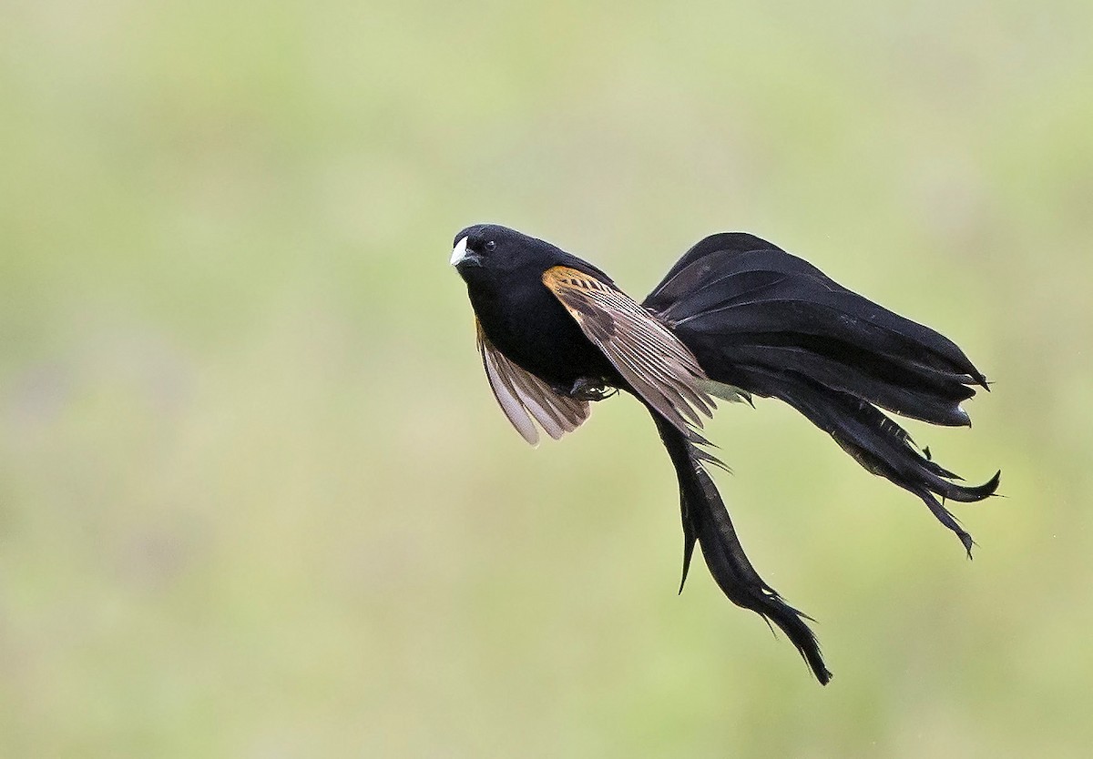 ML610353154 - Jackson's Widowbird - Macaulay Library