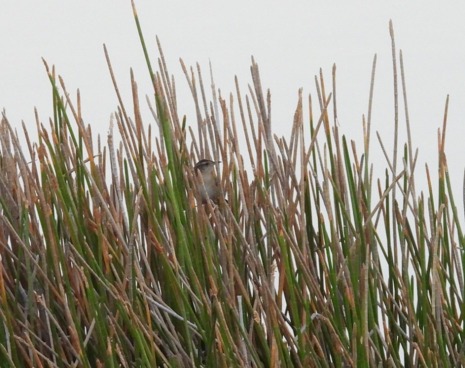 eBird Checklist - 25 Oct 2023 - Starkey Ranch Development - 10 species