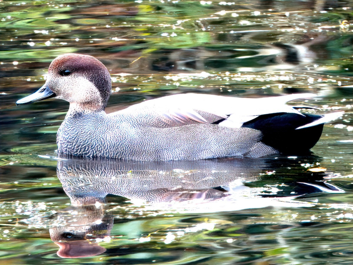 eBird Checklist - 25 Oct 2023 - Olympia--South Capitol Lake trail - 21 ...