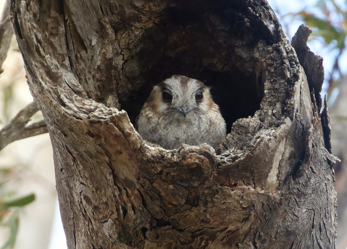 eBird Checklist - 26 Oct 2023 - Goschen Bushland Reserve - 16 species
