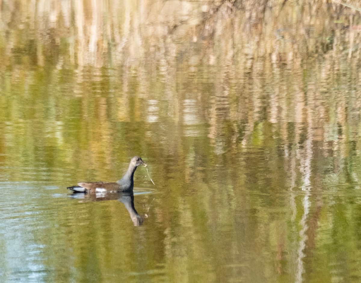 eBird Checklist - 26 Oct 2023 - **Back Bay NWR - 45 species