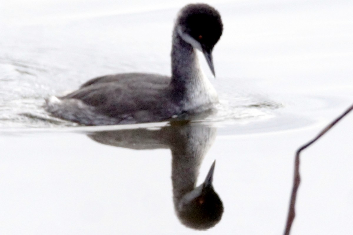 eBird Checklist - 26 Oct 2023 - Amherst Point Migratory Bird Sanctuary ...