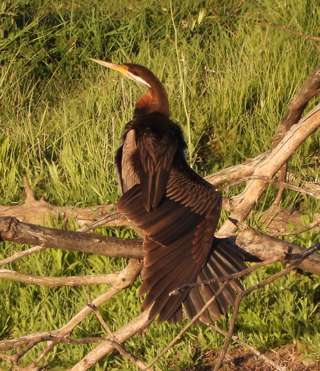 eBird Checklist - 27 Oct 2023 - The Brick Pits Wetlands, Edgells Lane ...