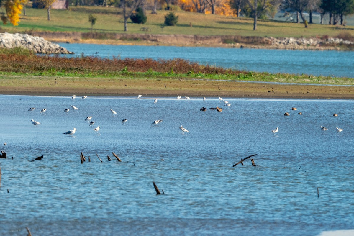 eBird Checklist - 27 Oct 2023 - Branched Oak SRA - 26 species