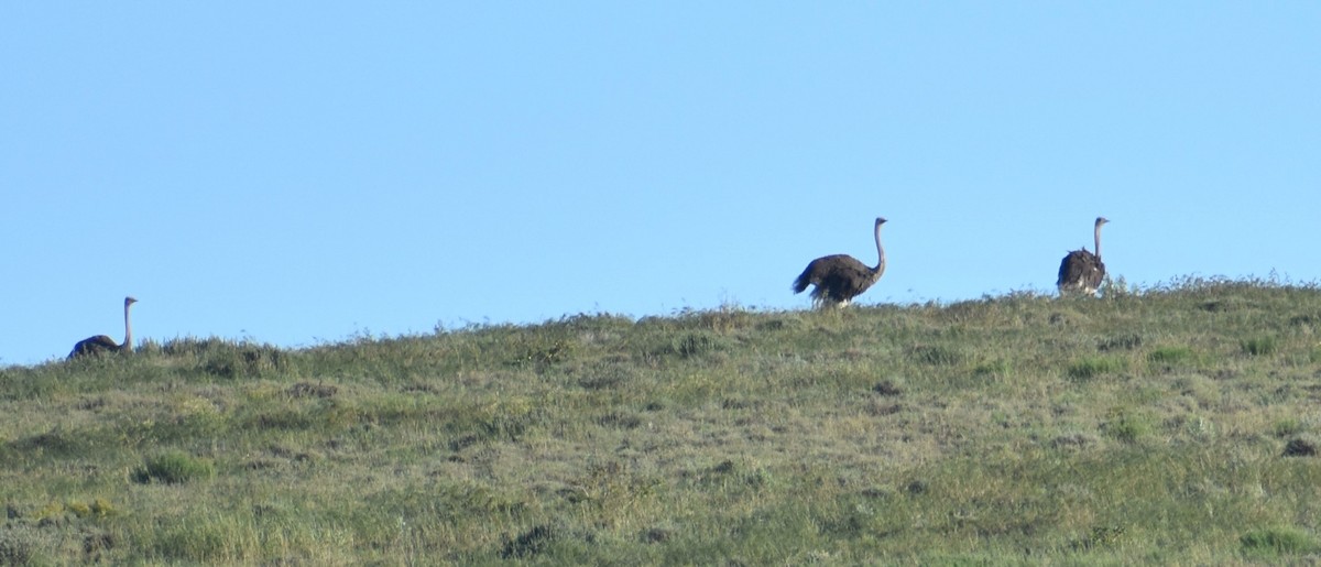 eBird Checklist - 9 Oct 2023 - Darling Hills/Groote Post Road - 14 species