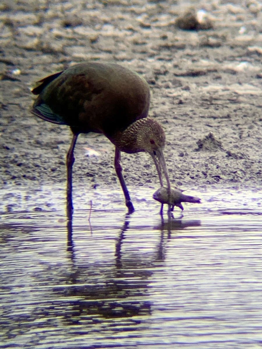 eBird Checklist - 27 Oct 2023 - Limberlost Swamp Wetland Preserve (Jay ...