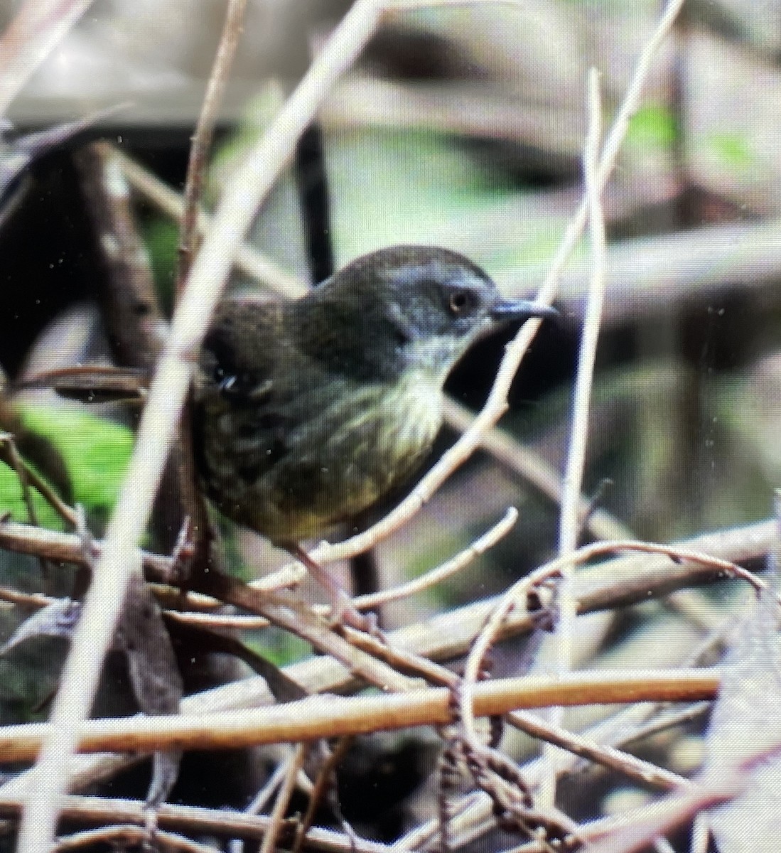 eBird Checklist - 28 Oct 2023 - Tarra-Bulga National Park, Lyrebird ...
