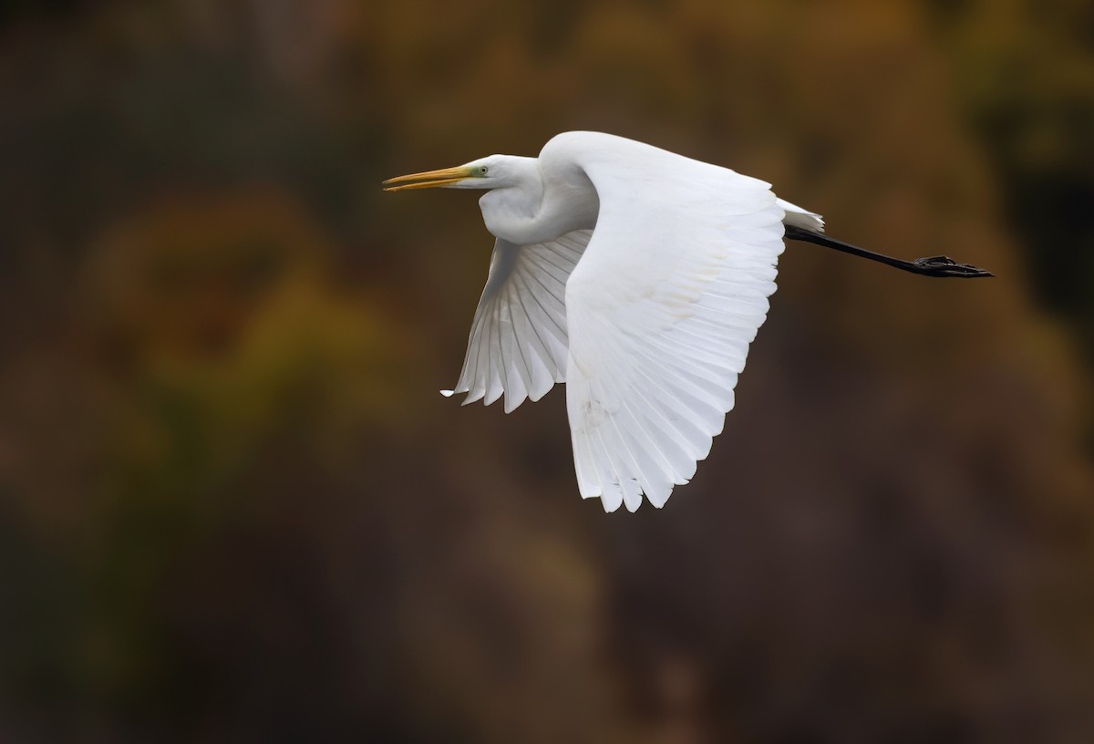 Great Egret (alba) - Ardea alba alba - Media Search - Macaulay Library and eBird