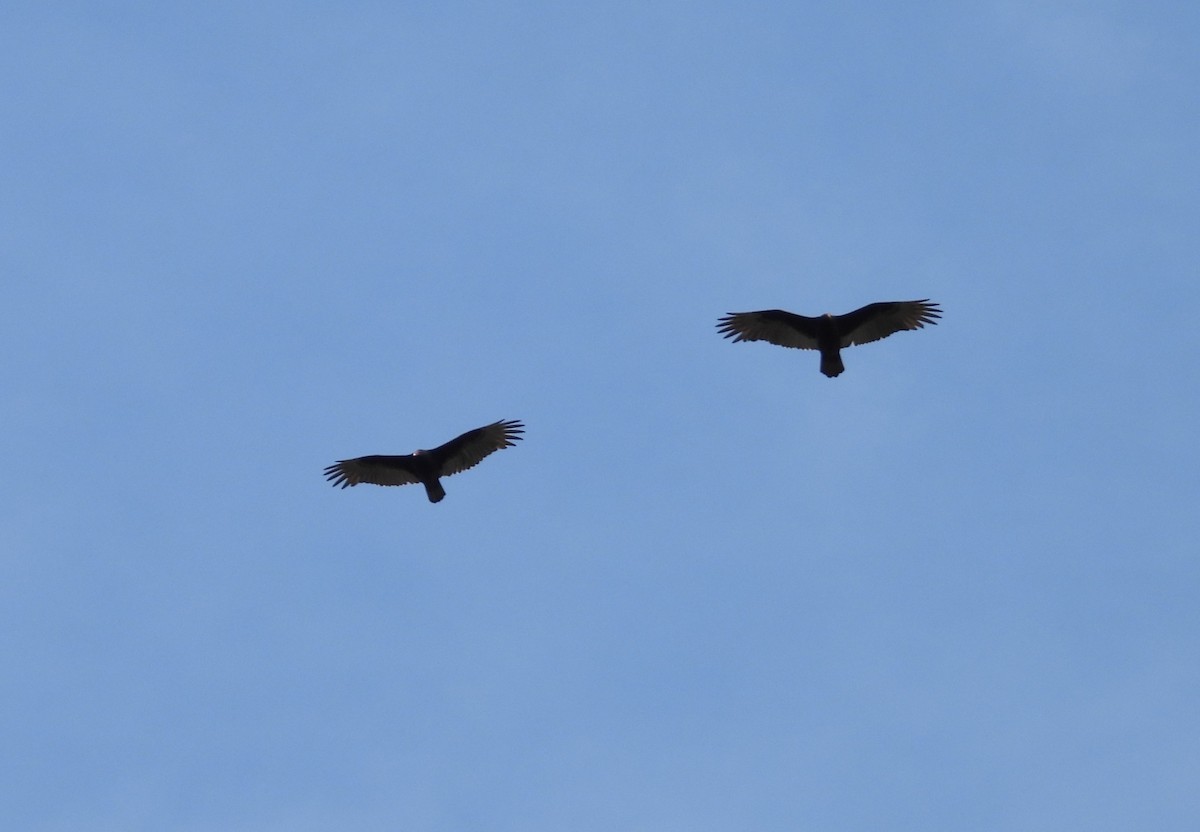 eBird Checklist - 23 Oct 2023 - Allen Lake - 10 species