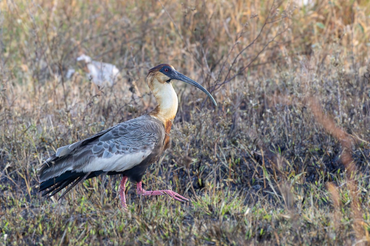 eBird Checklist - 17 Sep 2023 - Lomas de Arena Santa Cruz - 56 species