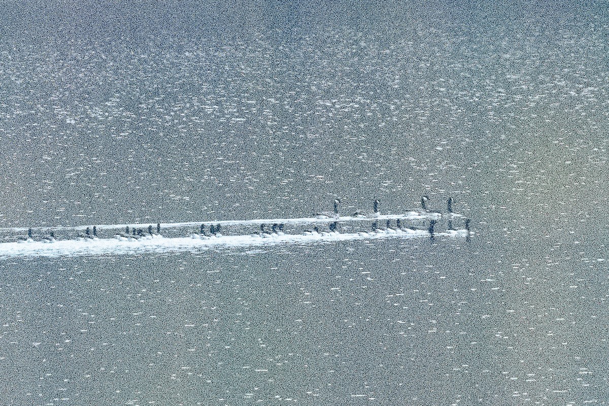 eBird Checklist - 29 Oct 2023 - Adam T. Bower Memorial Dam ...