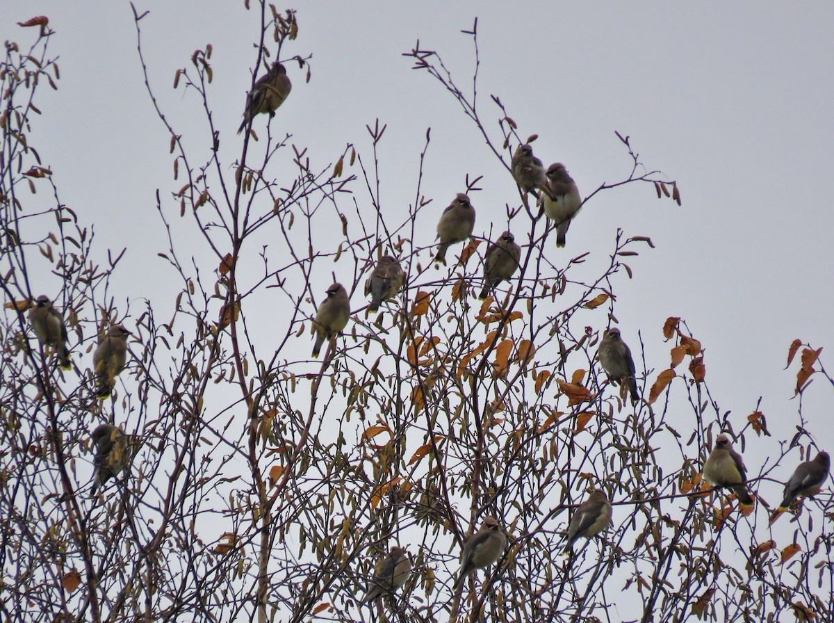 eBird Checklist - 29 Oct 2023 - TRS neighborhood - 23 species